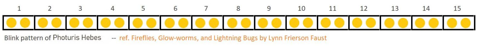 Synchronized Fireflies – Molly Branch Fireflies